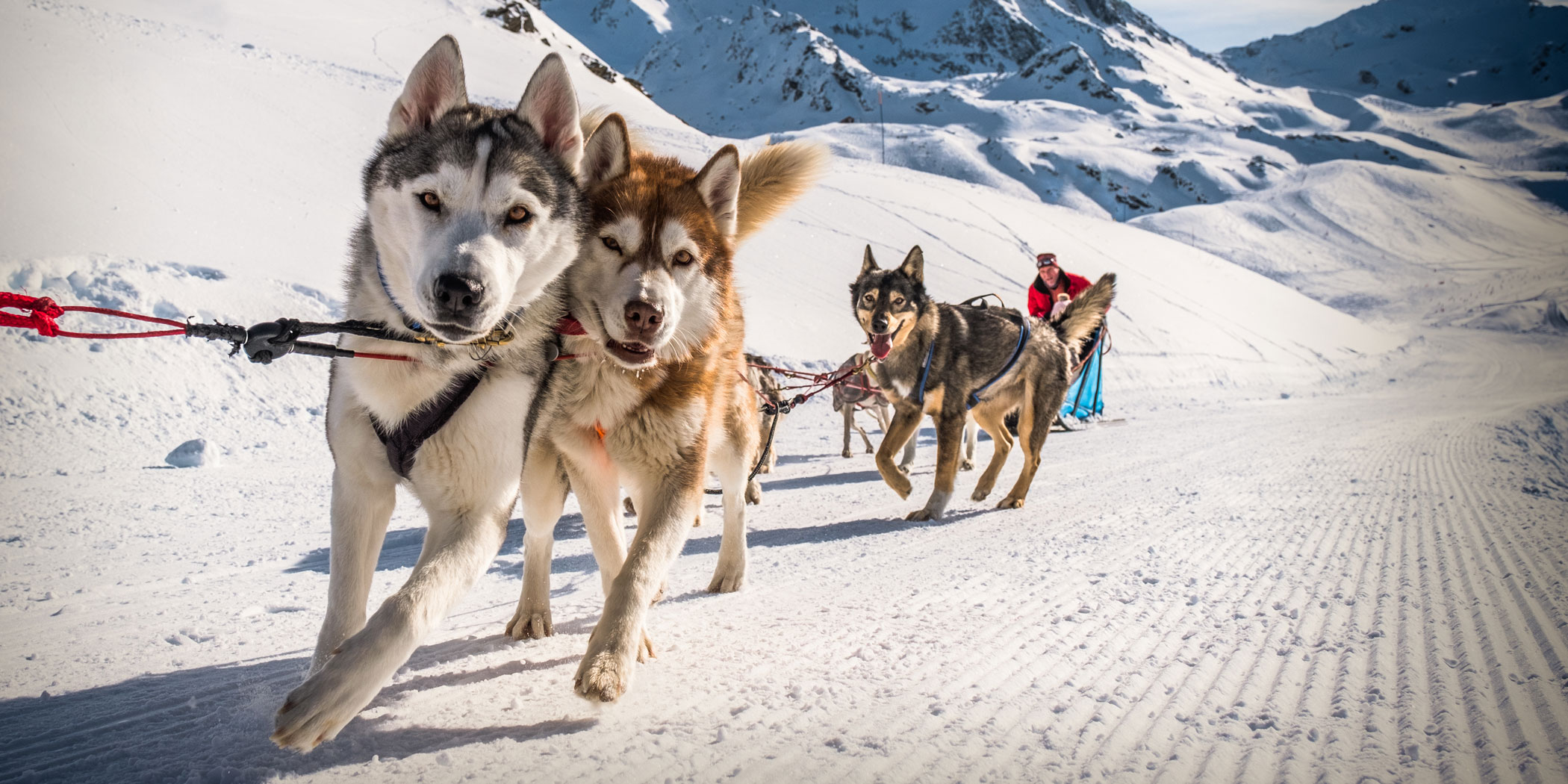 10 Places and Groups Offering Adventures with Animals | Business Jet ...