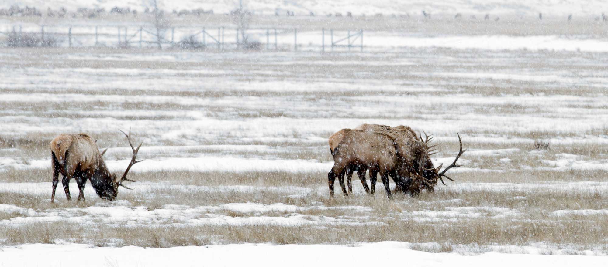 Elk Watching in a Winter Wonderland | Business Jet Traveler
