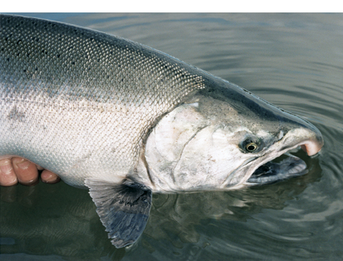 Reeling in salmon on Alaska's stunning 'lost coast' | Business Jet Traveler